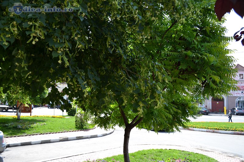 Mireasmă de tei înflorit | Codlea Info