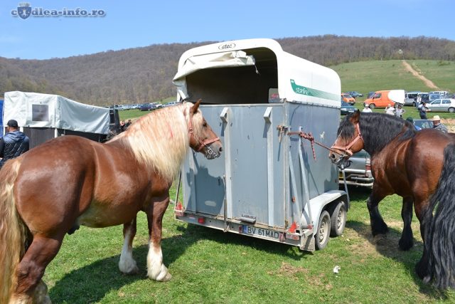 6 cai frumoşi – Târgul de Sfântul Gheorghe la Codlea | Codlea Info