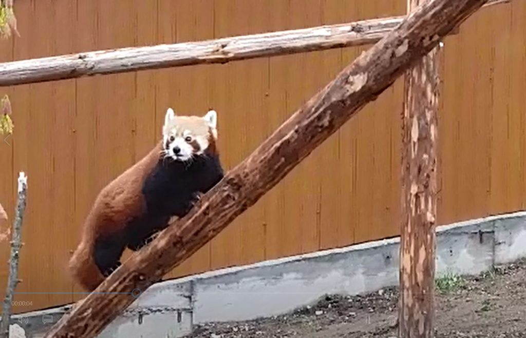 (VIDEO) Peggy, exemplarul de urs panda roșu, unic în România, poate fi ...