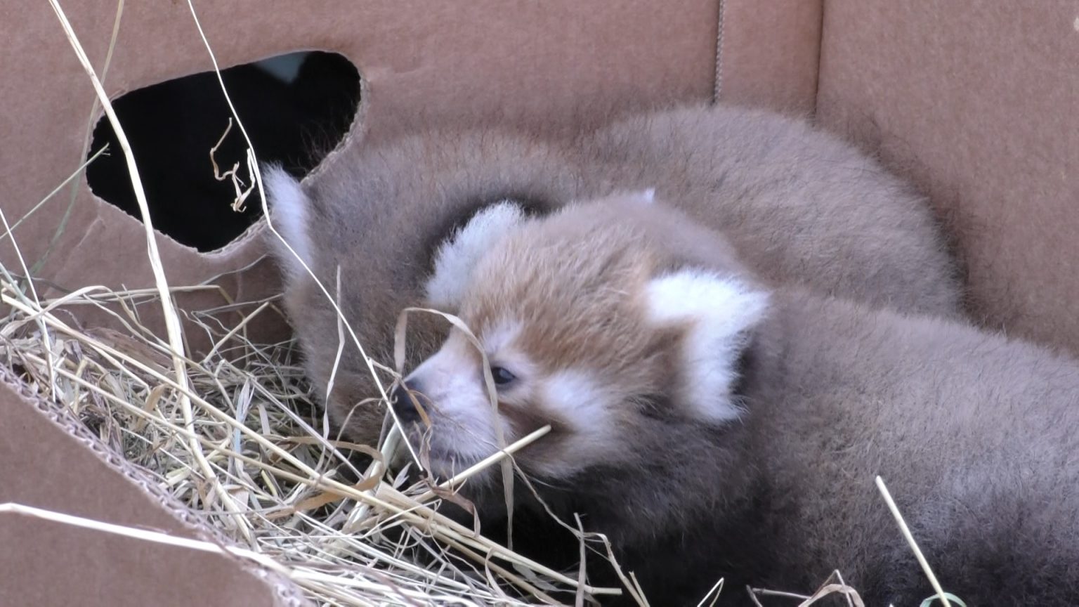 Premieră în România! Perechea de panda roșu de la Zoo Brașov și-a mărit ...